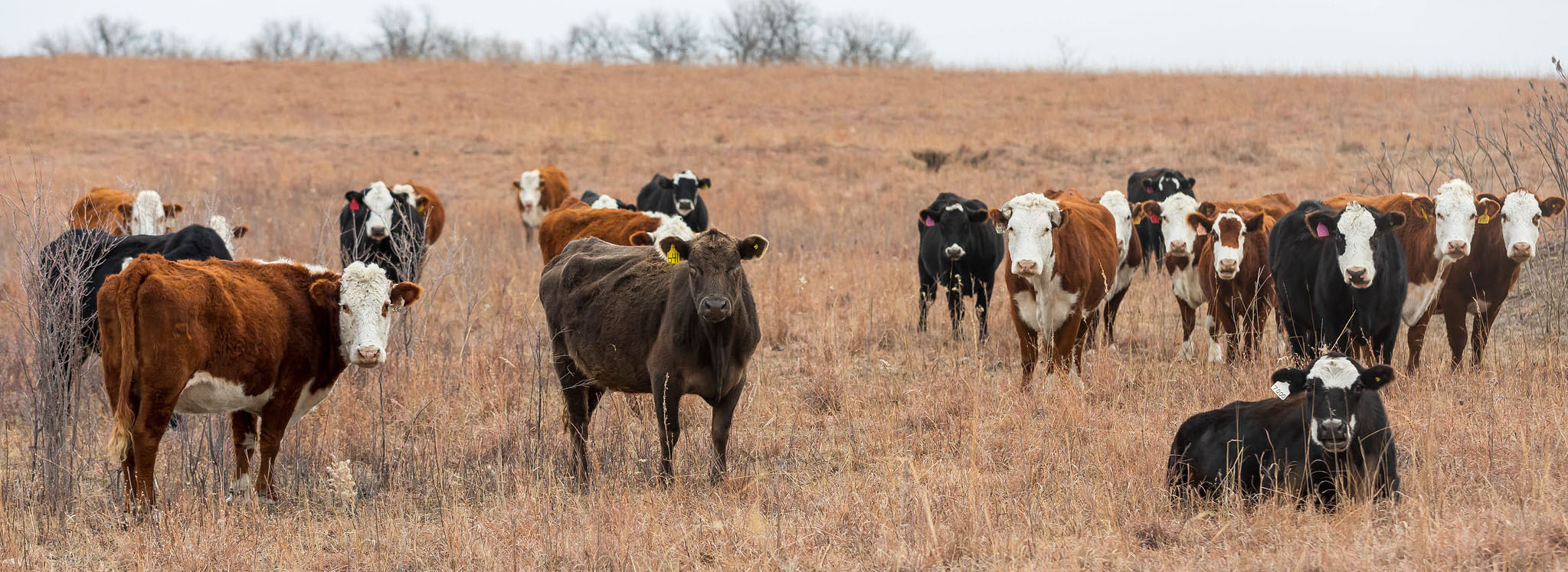 Cattle Chat: Special needs for old cows | K-State | Kansas State University